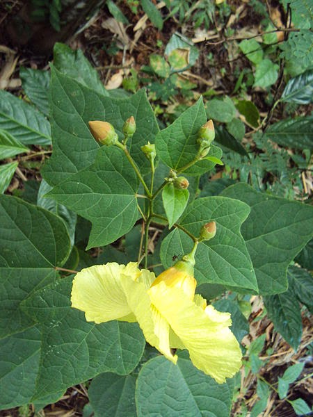 HEALTH TIPS: Poovarasan tree