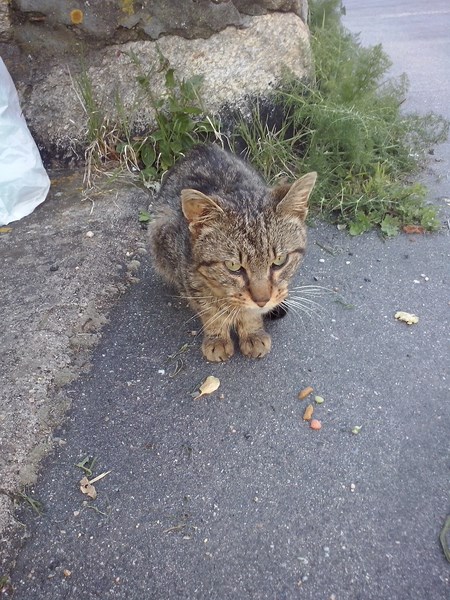PROYECTO GATO: GATAZO APARECIDO EN LA ZONA DE LA DESEMBOCADURA DEL ...