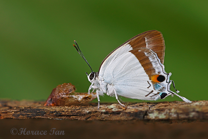 Butterflies of Singapore: Life History of the Banded Royal