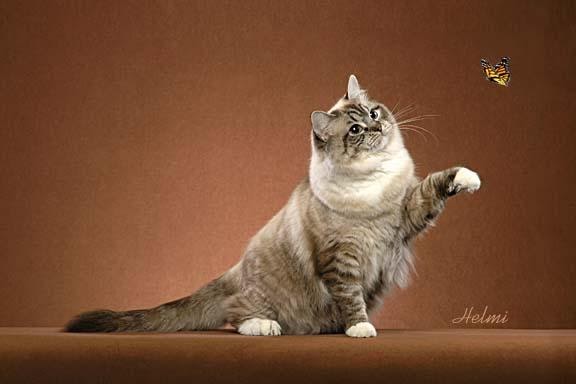 Cat Chit Chat: Five cat breeds that suffer from hypertrophic ...