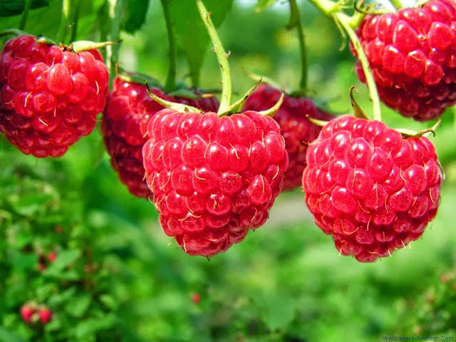 Gambar Buah Frambos (Raspberry) - Gambar Buah