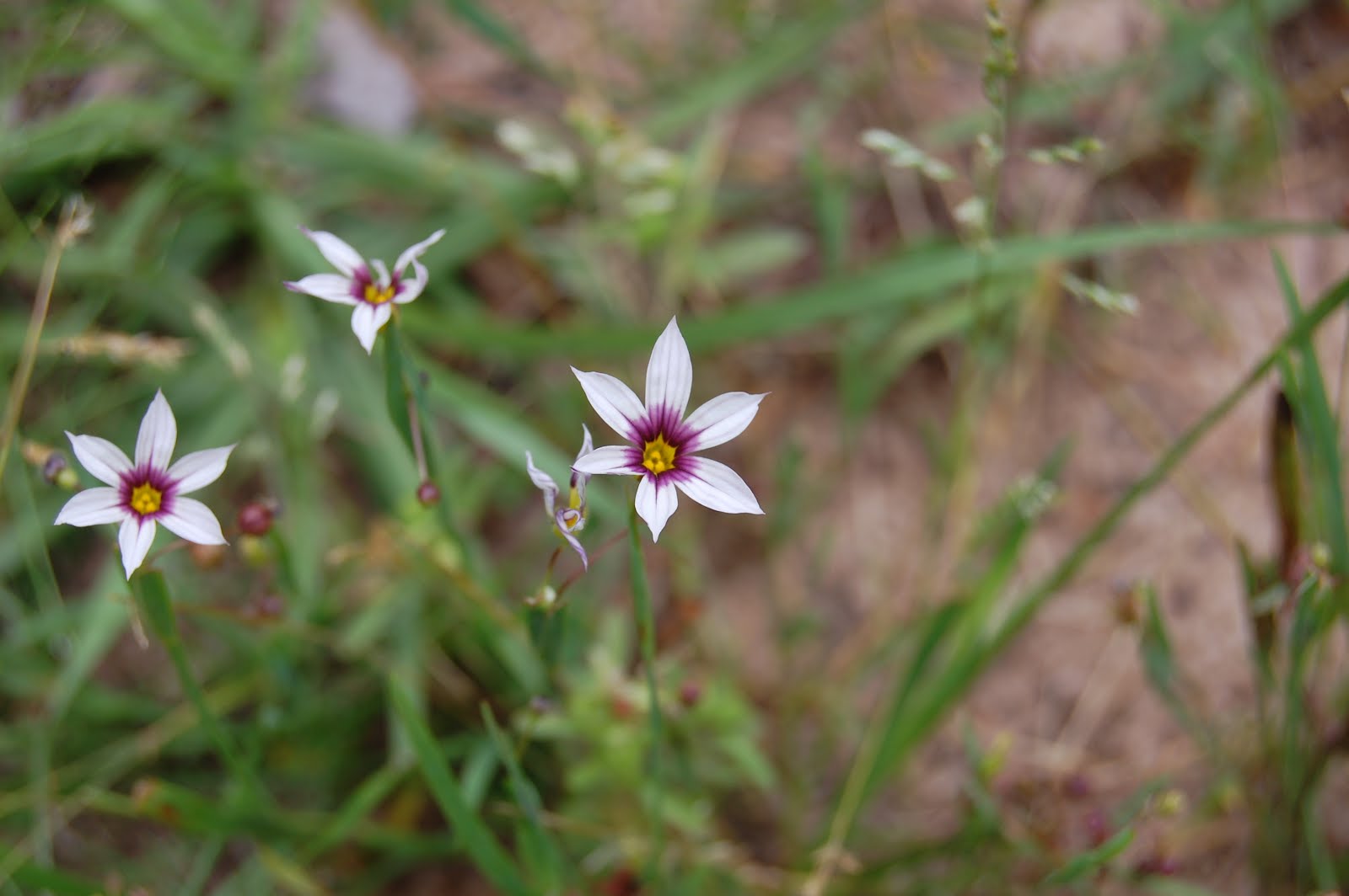 Brendas Texas Wild Garden White Blue Eyed Grass