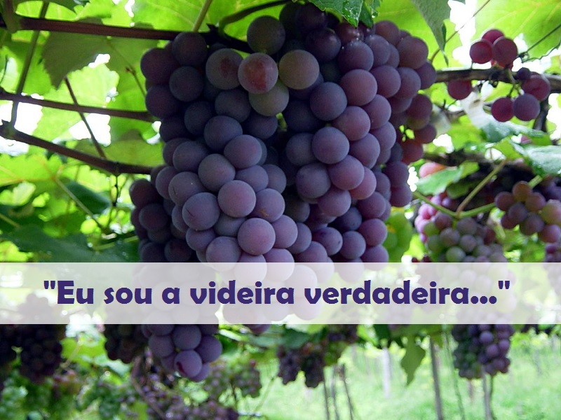 A Videira Verdadeira