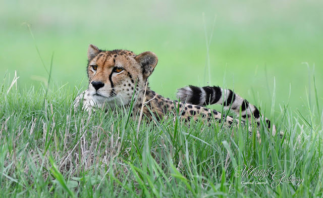 WILDLIFE GATEWAY: GUEPARD - CHEETAH