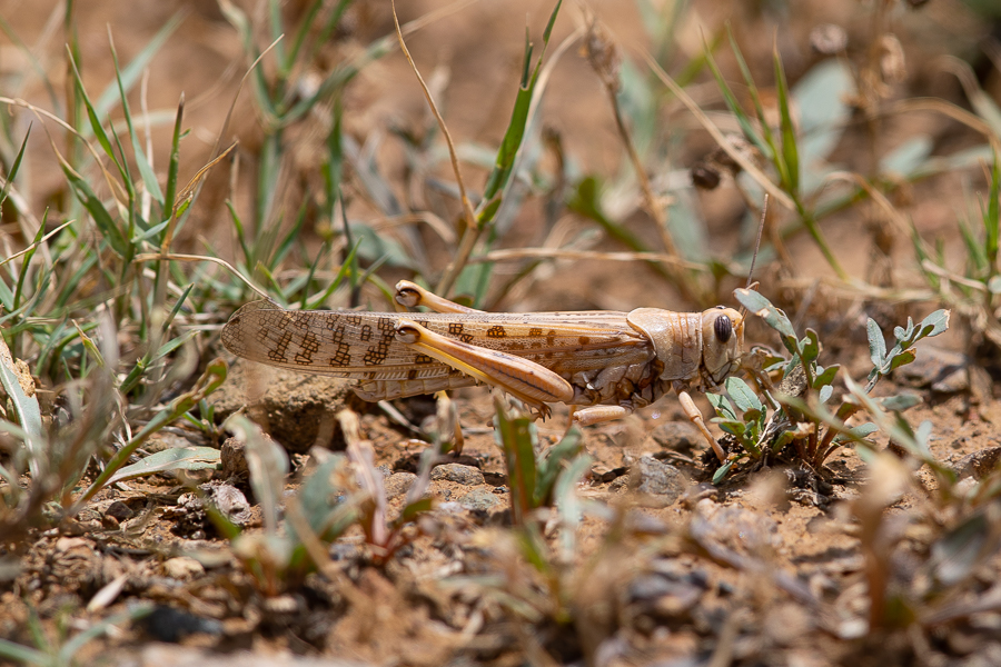 Birds of Saudi Arabia: Desert Locust – Billasmer