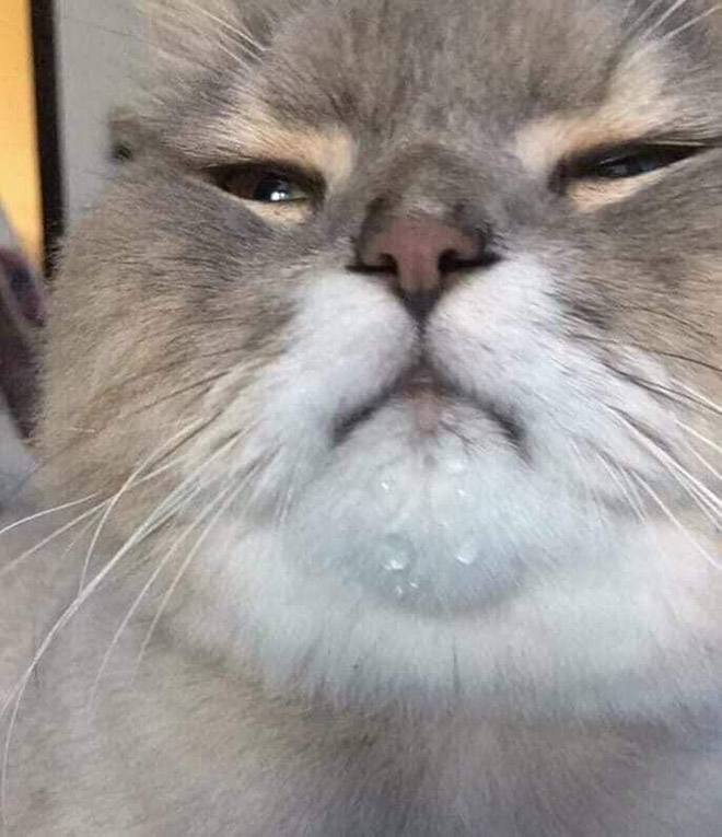 Gatitos con las papadas más impresionantes