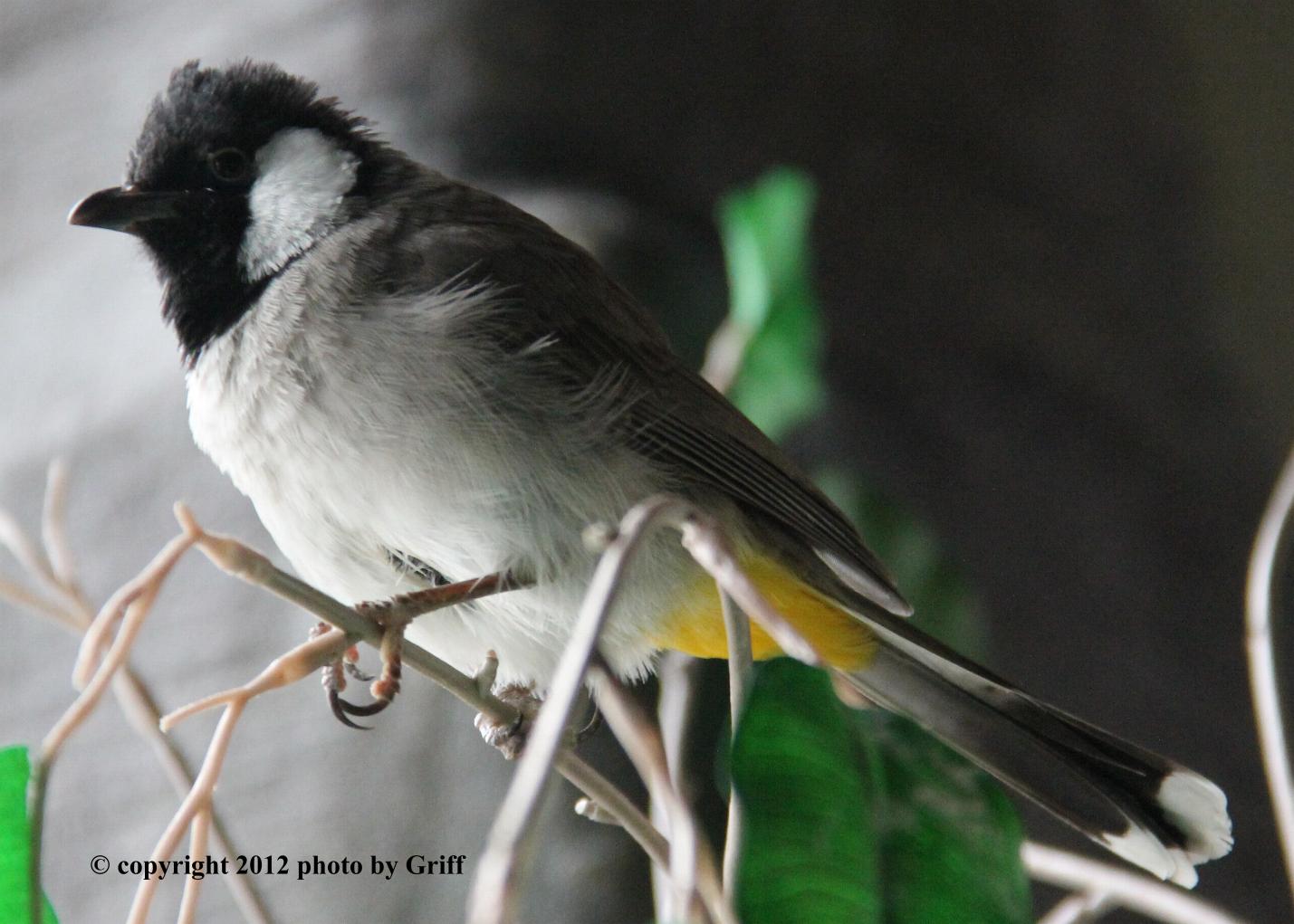 Griff's Bird Photos: Bulbul (White-cheeked)