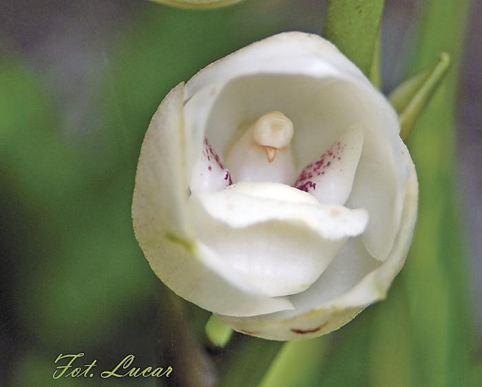 4 DE NOVIEMBRE DIA DE LOS SIMBOLOS PATRIOS : Peristeria Elata