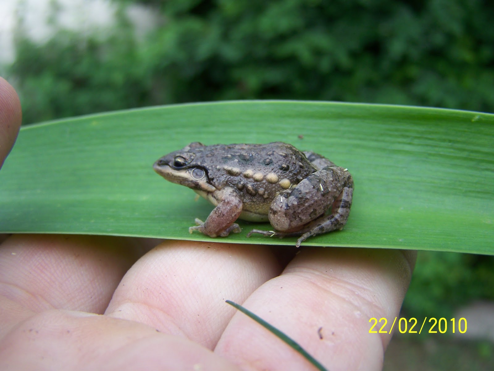 Anfibios de Ucacha - Amphibian Ucacha: Leptodactylus latinasus (Jiménez ...