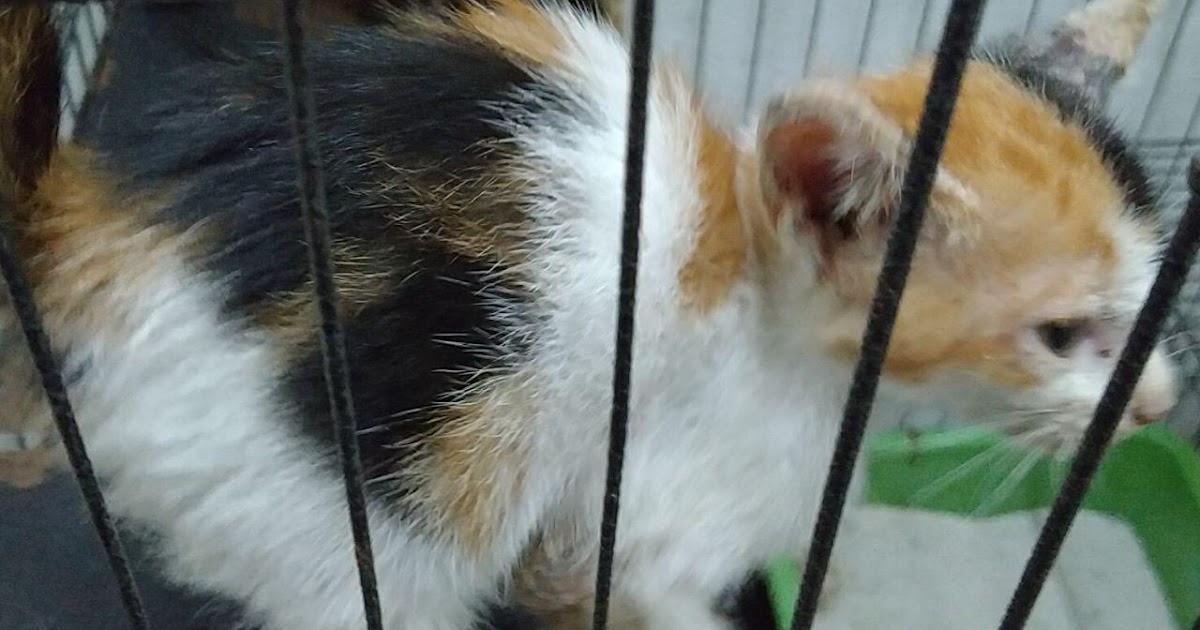 SELAMATKAN ANAK KUCING BERKURAP