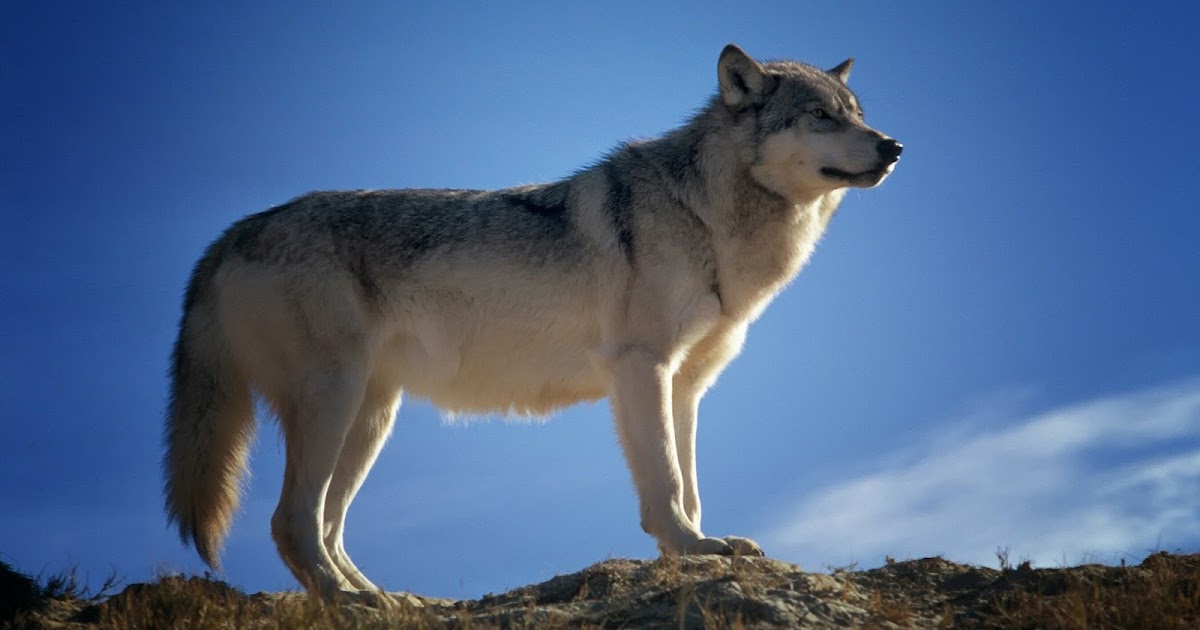 Wolves: Habits, Diet and Other Facts