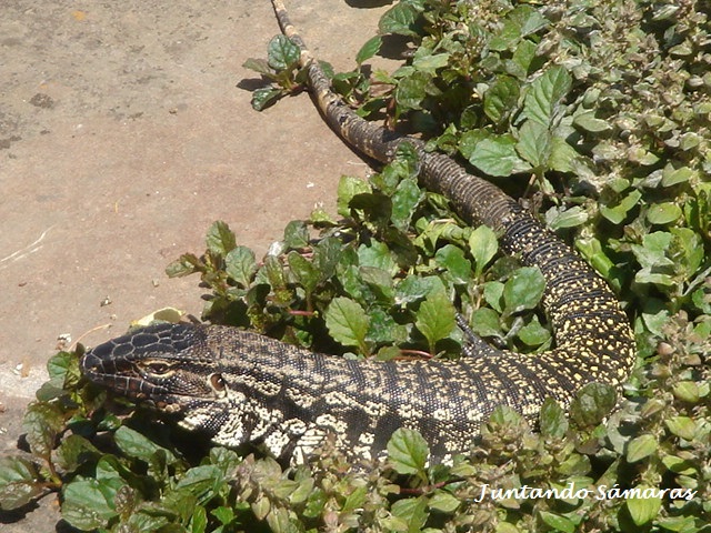 Juntando sámaras: LAGARTO OVERO