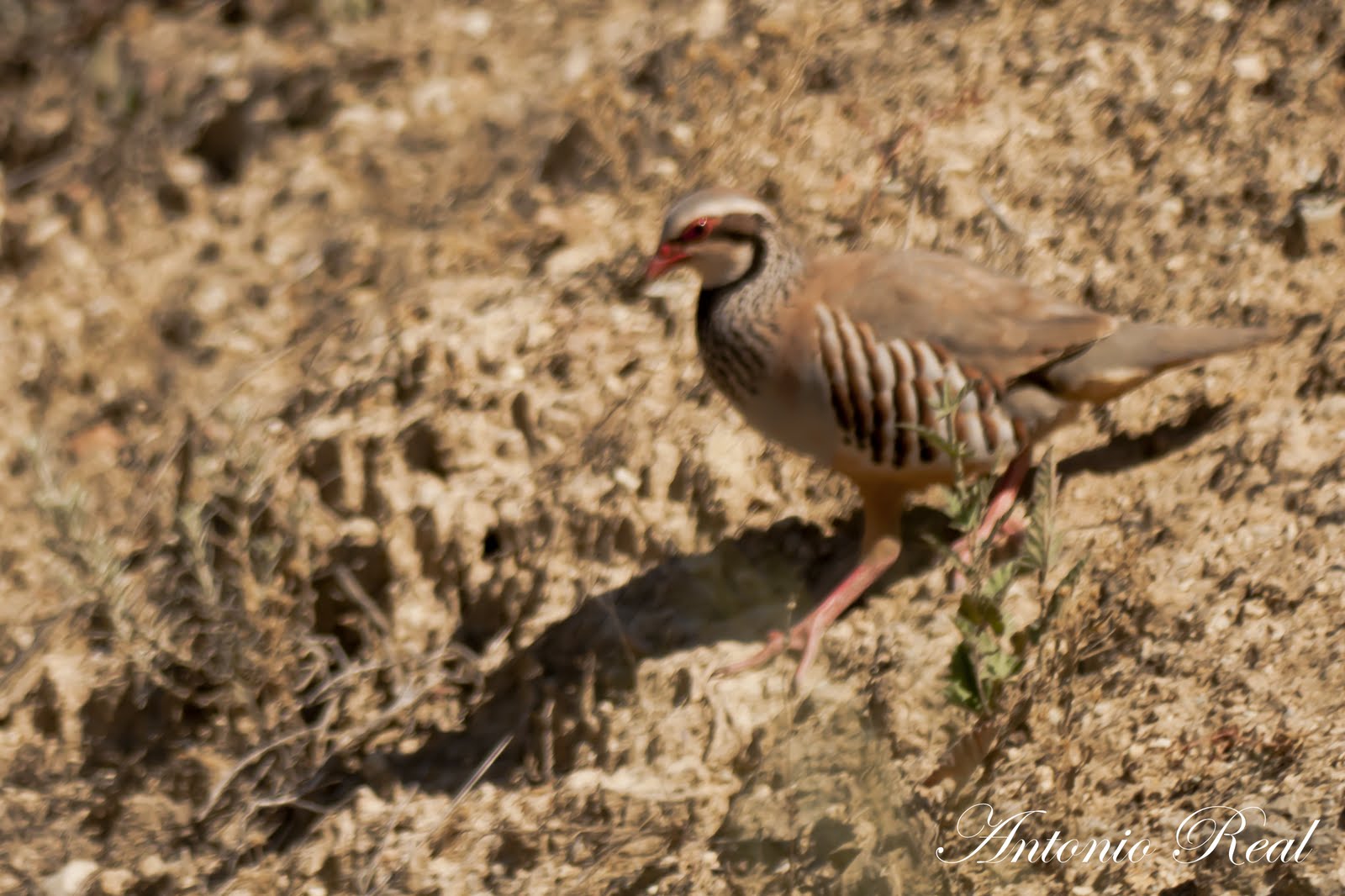 Area Natura: Perdíz Roja ó Común ( Alectoris rufa )