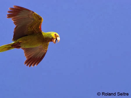 Loro gris africano de cola roja: Furtivos reconvertidos a la salvación ...