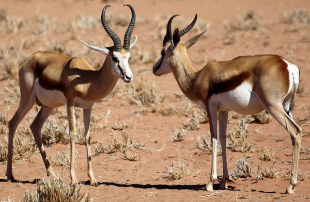Voortplanting van die Springbok, Gemsbok, Sebra, Eland, Hartebeest ...