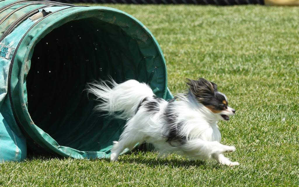 Road's End Papillons : Papillons in Agility Performance