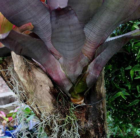 Brookreflections Bromeliads & Exotics *Growing: BROMELIAD GROWING IN ...