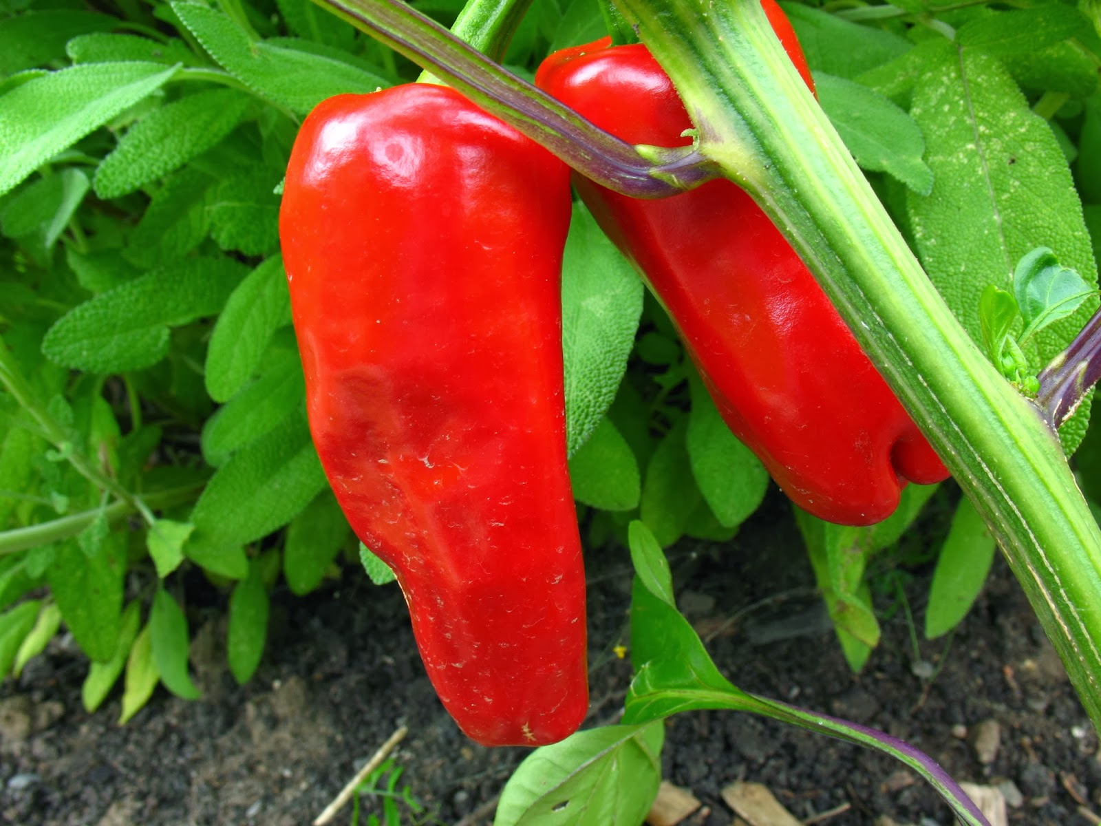 Les piments Goria encore verts donnent une excellente pâte de piment