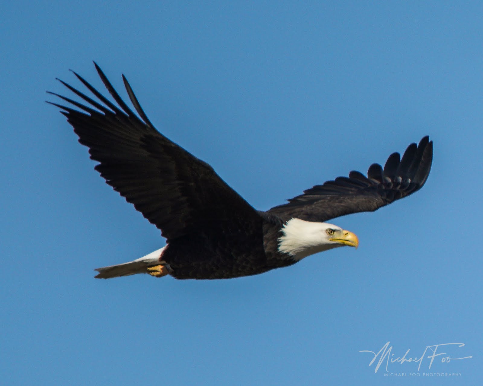 Michael Foo Photography: Chasing Eagles