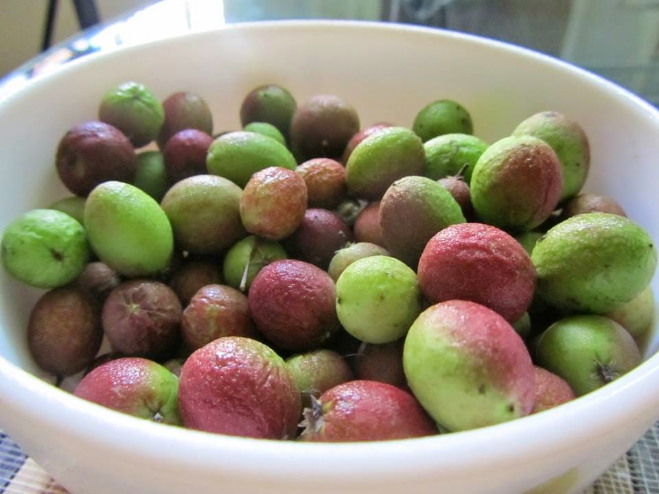 ఈ కాయలేమిటో మీకు తెలుసా?