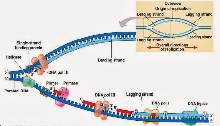 *DNA synthesis proceeds only in the 5' 3'direction which means that the ...