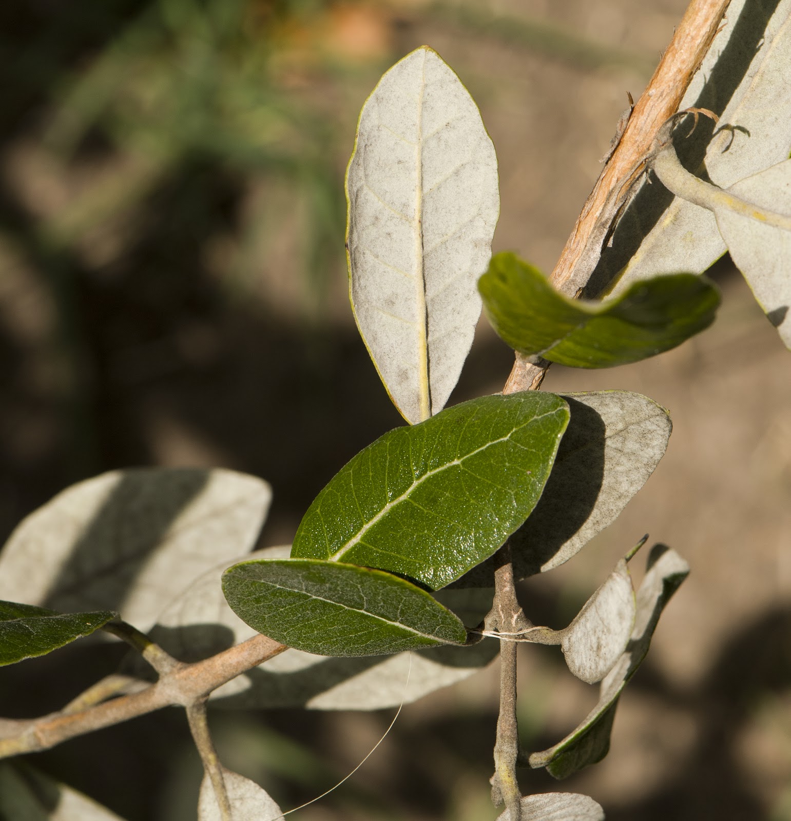FOTOGRAFIAS DE LA FLORA AUTOCTONA DEL URUGUAY: GUAYABO DEL PAIS