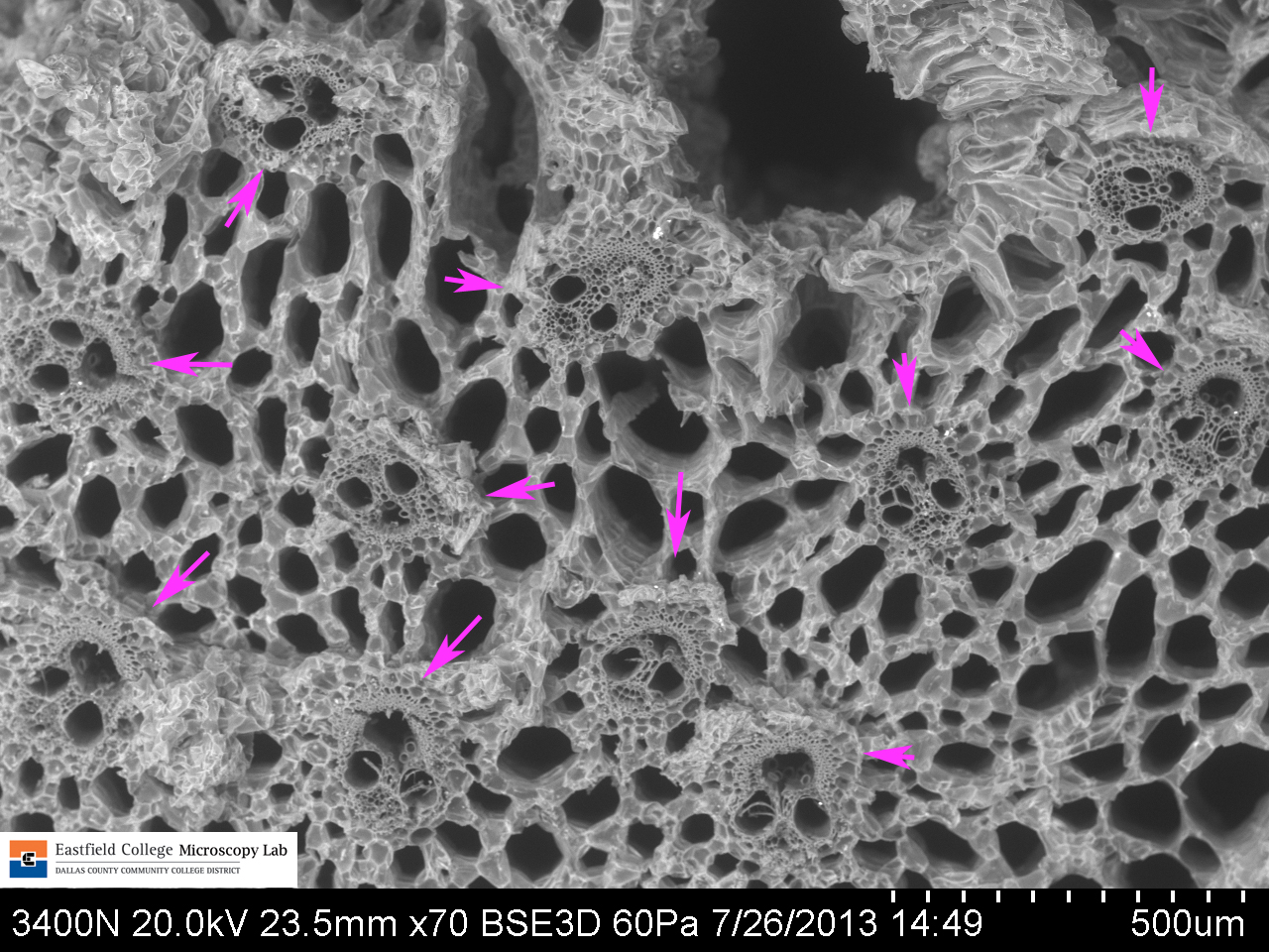 M. Gans Research Blog: Cyperus retrorsus - The Cylindric Sedge