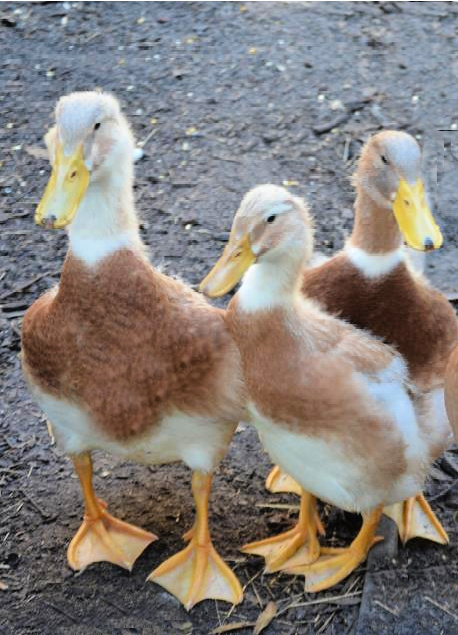 All About The Saxony Duck Breed - Fresh Eggs Daily® with Lisa Steele