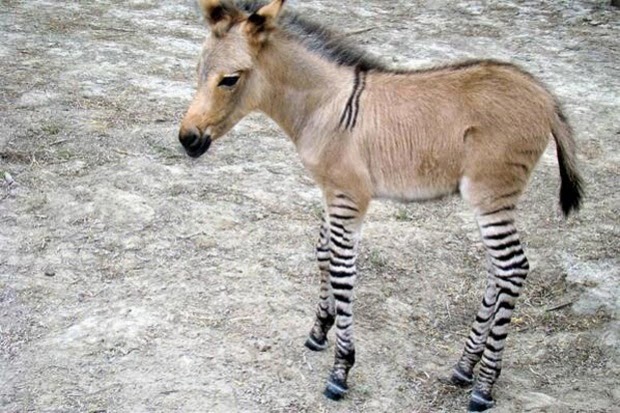Nace el primer 'cebrasno' en México... ¡es mitad burro, mitad cebra ...