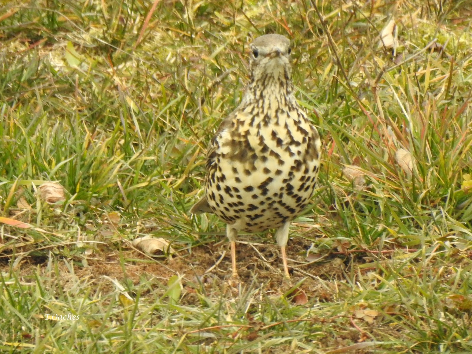 PASARI DIN ROMANIA: STURZ DE VASC, Turdus viscivorus