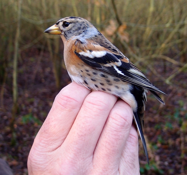 Two in a bush: Bramble finch fest and a Waxwing too