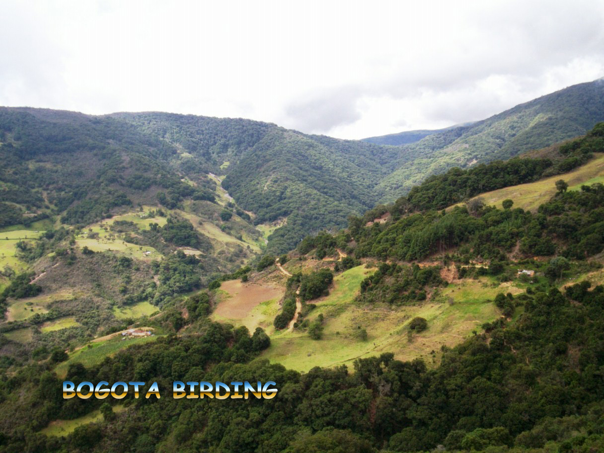 BOGOTA BIRDING AND COLOMBIA WILDLIFE TOURS www.bogotabirding.com ...
