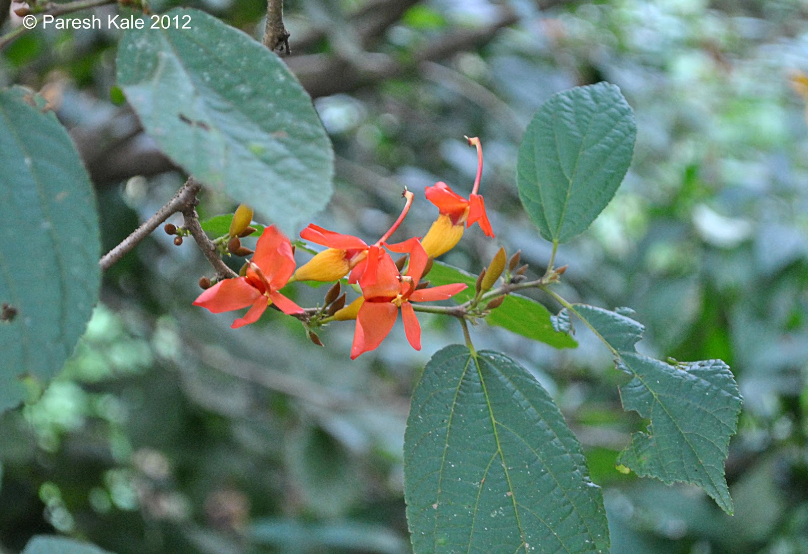 रुबाई - Rubaai: Flowering Trees: Helicteres isora ( मुरुड शेंग )