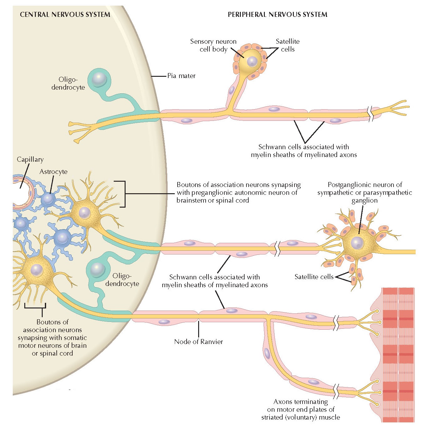 MYELINATION OF CNS AND PNS AXONS - pediagenosis