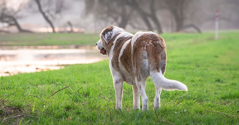 These Are 10 Best Protection Dog Breeds