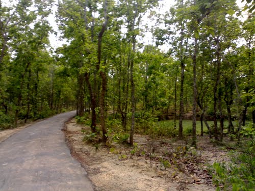 AMAZING BANGLADESH: BHAWAL NATIONAL PARK