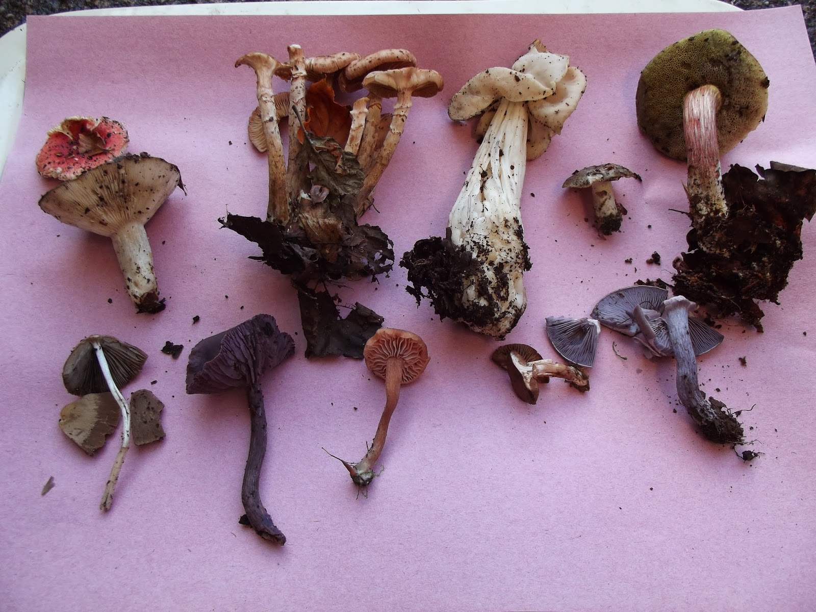 Endon Wildlife: Fungi photographs