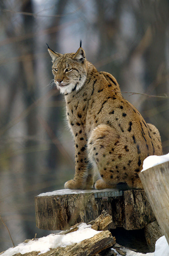 Abe's Animals: 2 cool common lynxes that can walk over the snow
