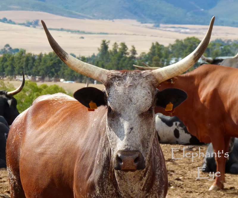 Elephant's Eye: Nguni cattle each one different