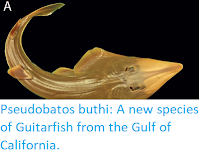 Sciency Thoughts: Lessiniabatis aenigmatica: A new species of Stingray ...