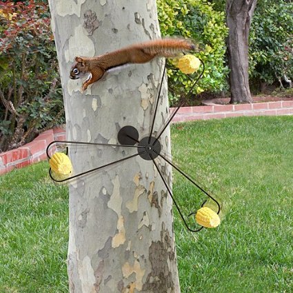 Squirrel Feeders