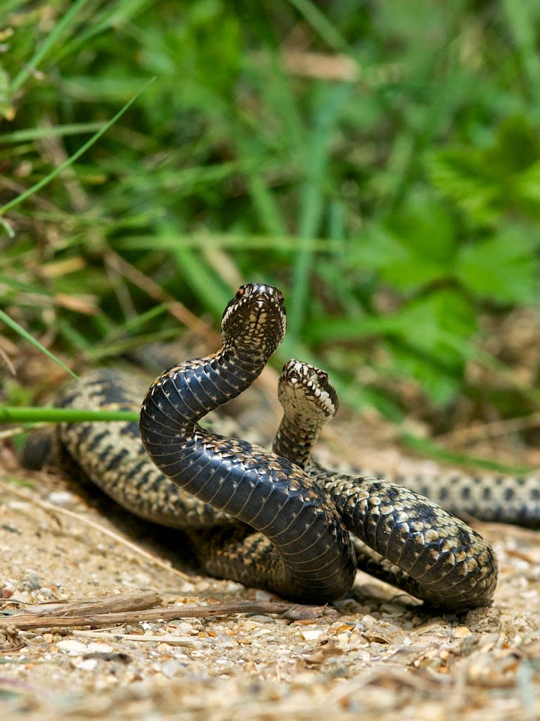 Matt's Photos: Dance of the Adders: 2014