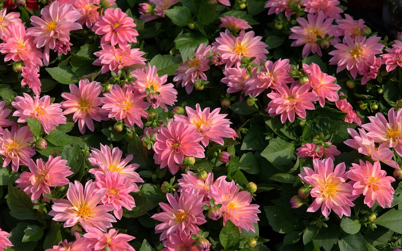 Gambar Bunga Dahlia Yang Indah | Kumpulan Gambar Gambar Bunga Dahlia Yang Indah | Kumpulan Gambar