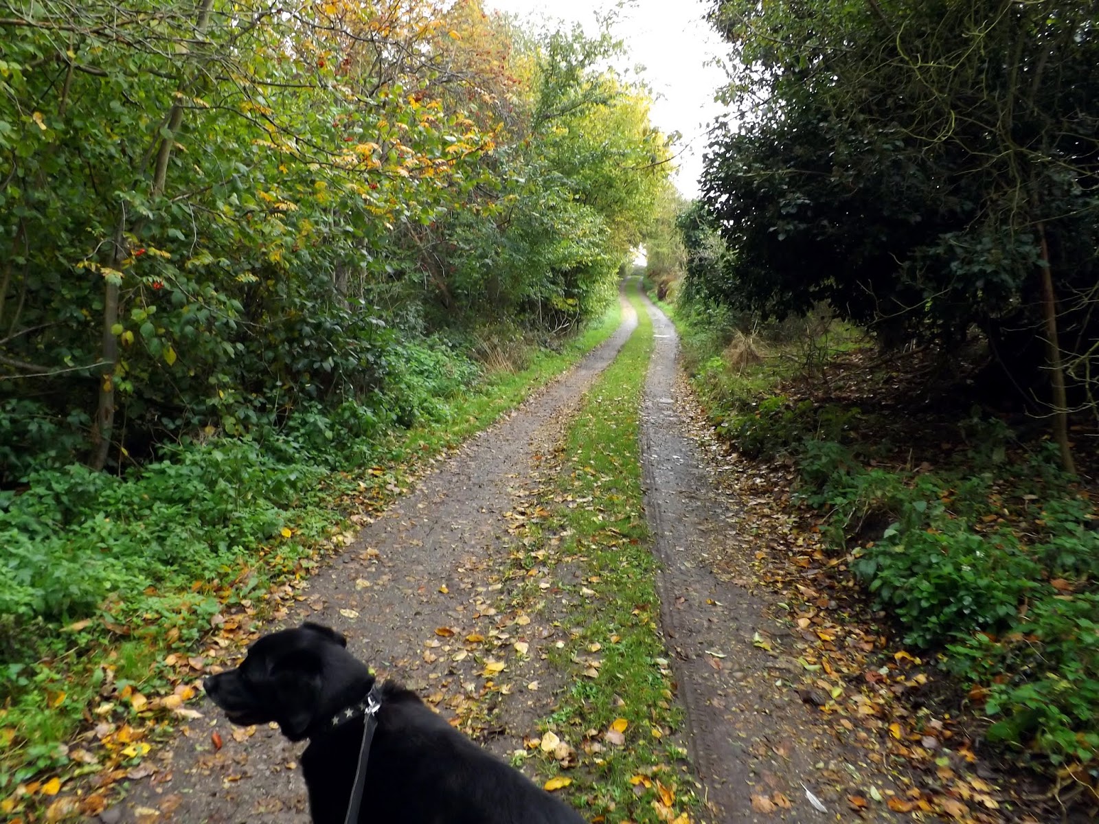 My Adventures 3: Halstead,Essex Circular Walk 4th November 2019