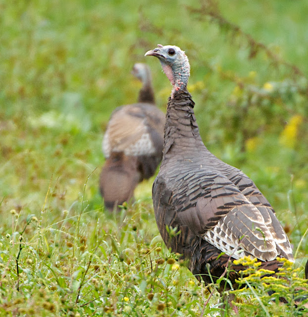 Oiseaux de Sutton: Dindon sauvage - Wild Turkey