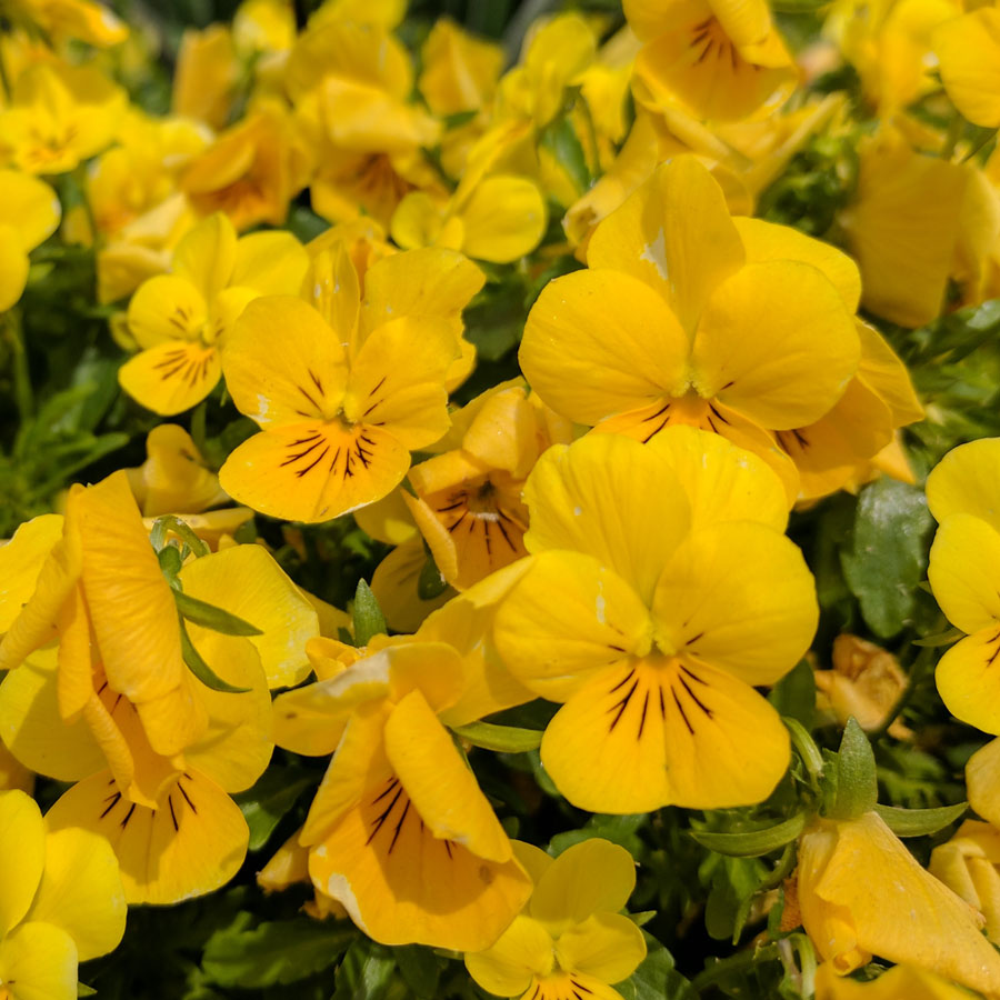 Eden By The Bay: Color in the Garden: Clear Yellows