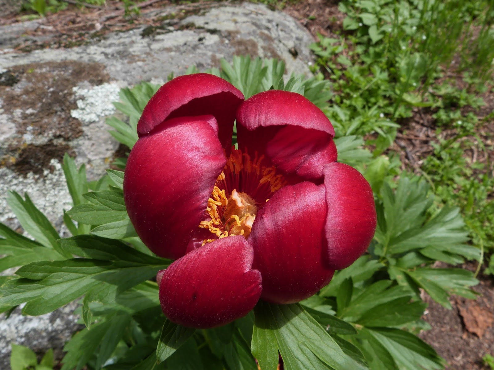 Frumusetile naturii: Bujorul de padure (Paeonia peregrina)