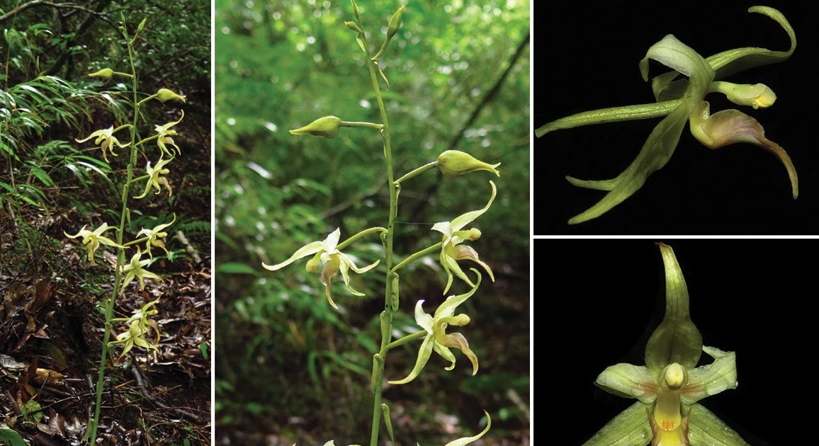 Species New to Science: [Botany • 2021] Aphyllorchis yachangensis ...