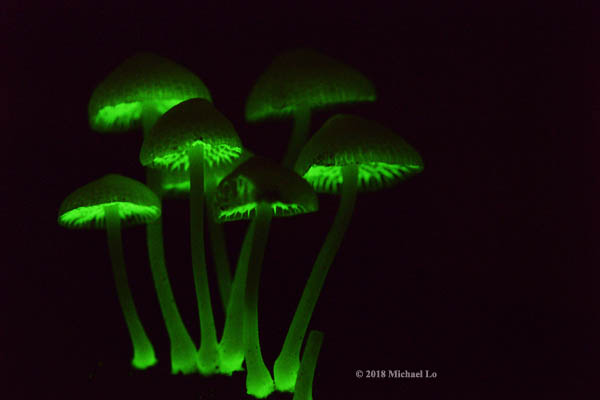 The rainforests of Borneo & Southeast Asia: Bioluminescence mushroom ...