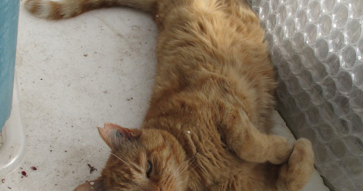 Katten Gustav: Skönt, skönare, skönast!